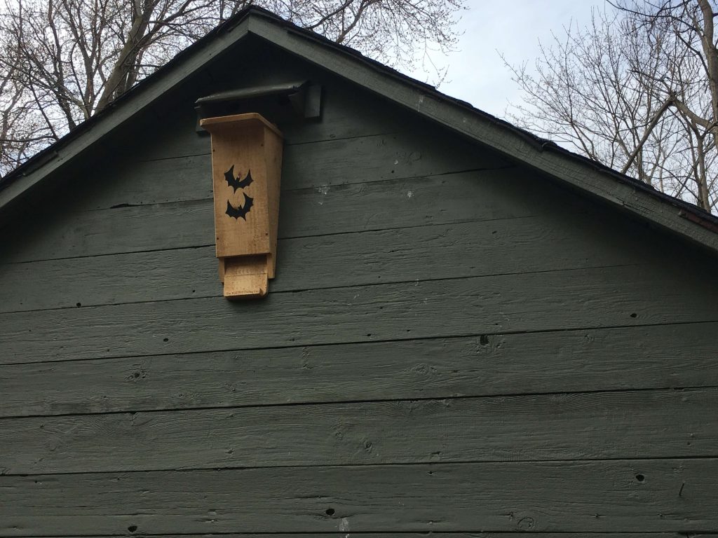 Garden Tips: Going to Bat for Bats – The Avant-Garden Shop