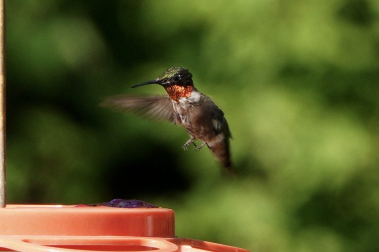 Why do hummingbirds hum? – The Avant-Garden Shop