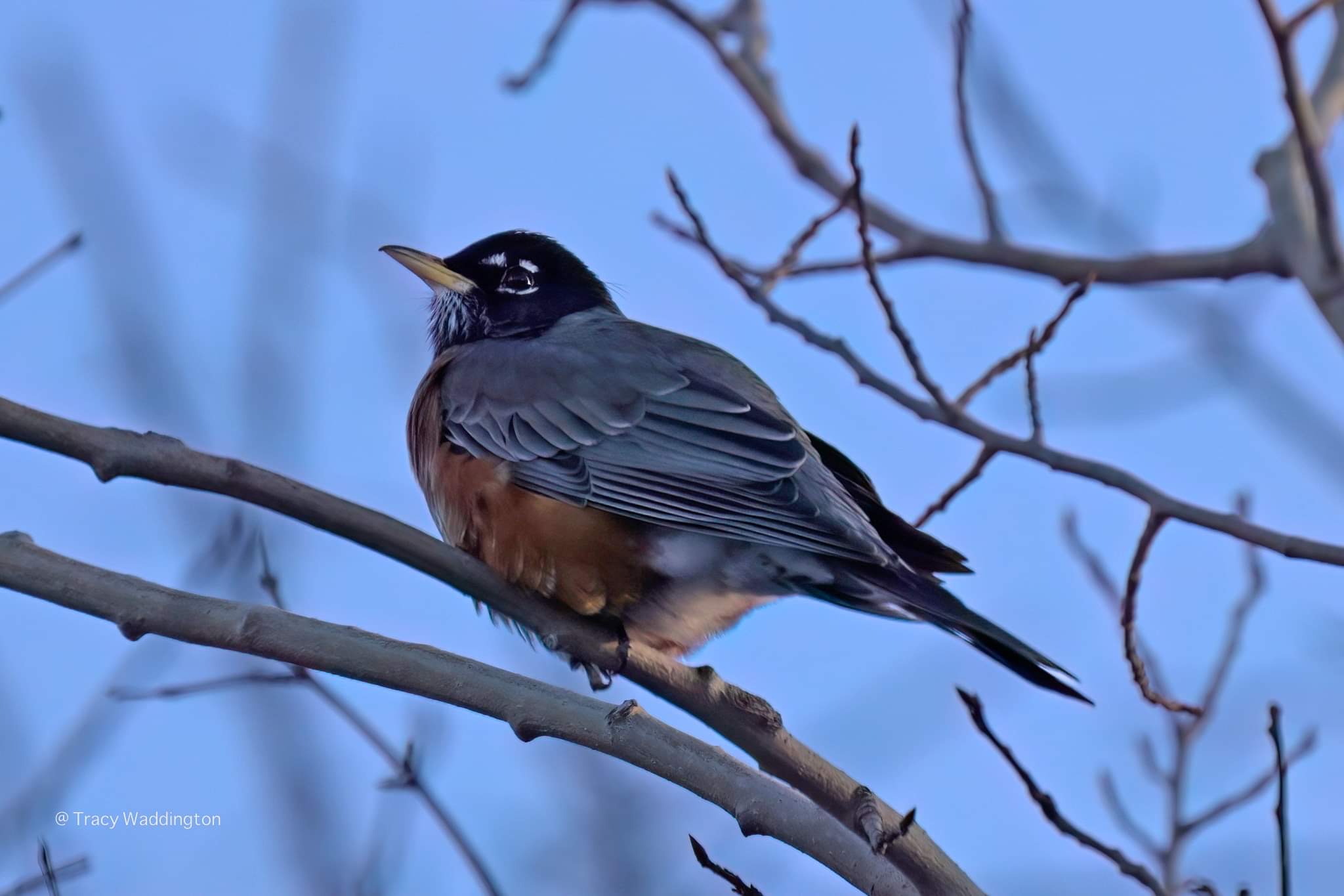 The American Robin – The Avant-Garden Shop