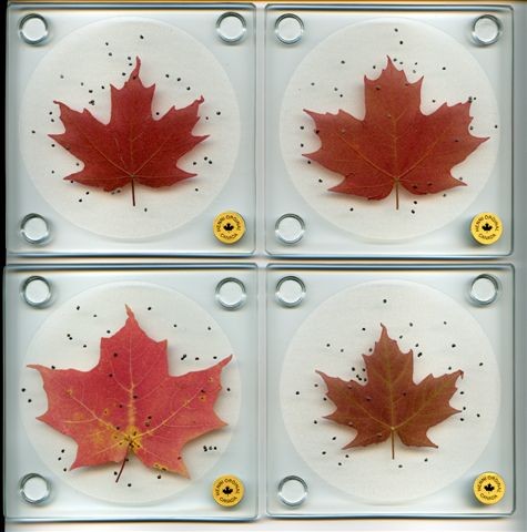 Glass Coaster Red Maple Leaf Single